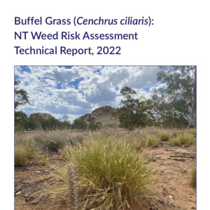 Territory Stories - Buffel Grass (Cenchrus ciliaris): NT Weed Risk ...