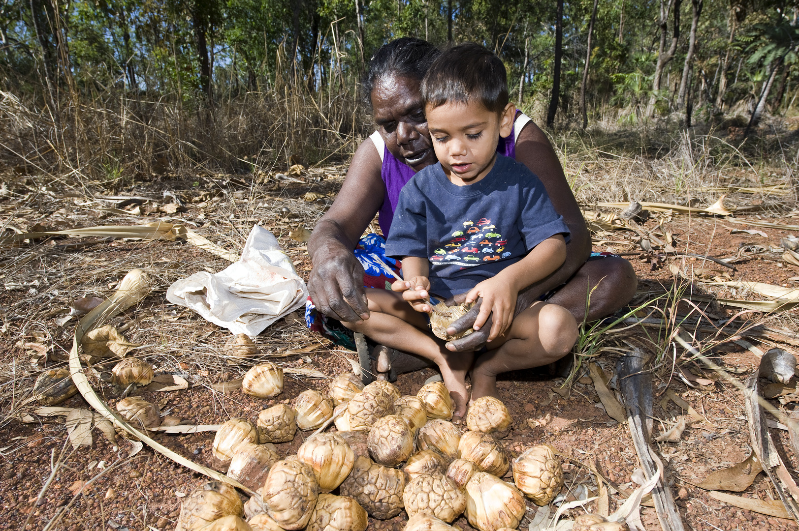 Territory Stories - Bush tucker knowledge