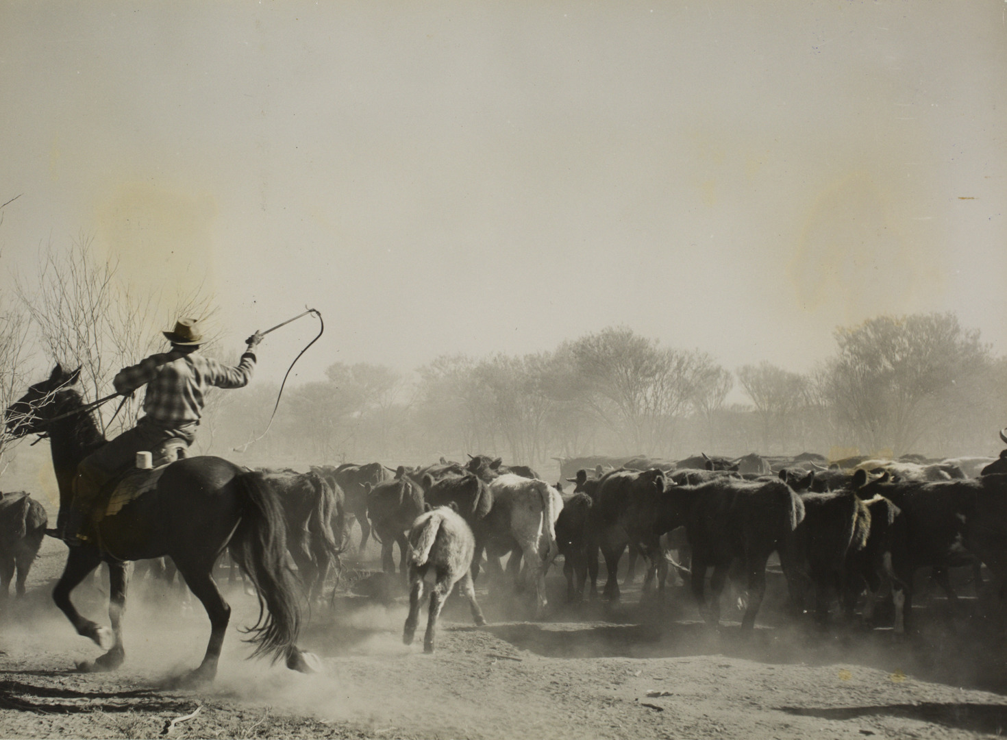Territory Stories - Cattle muster