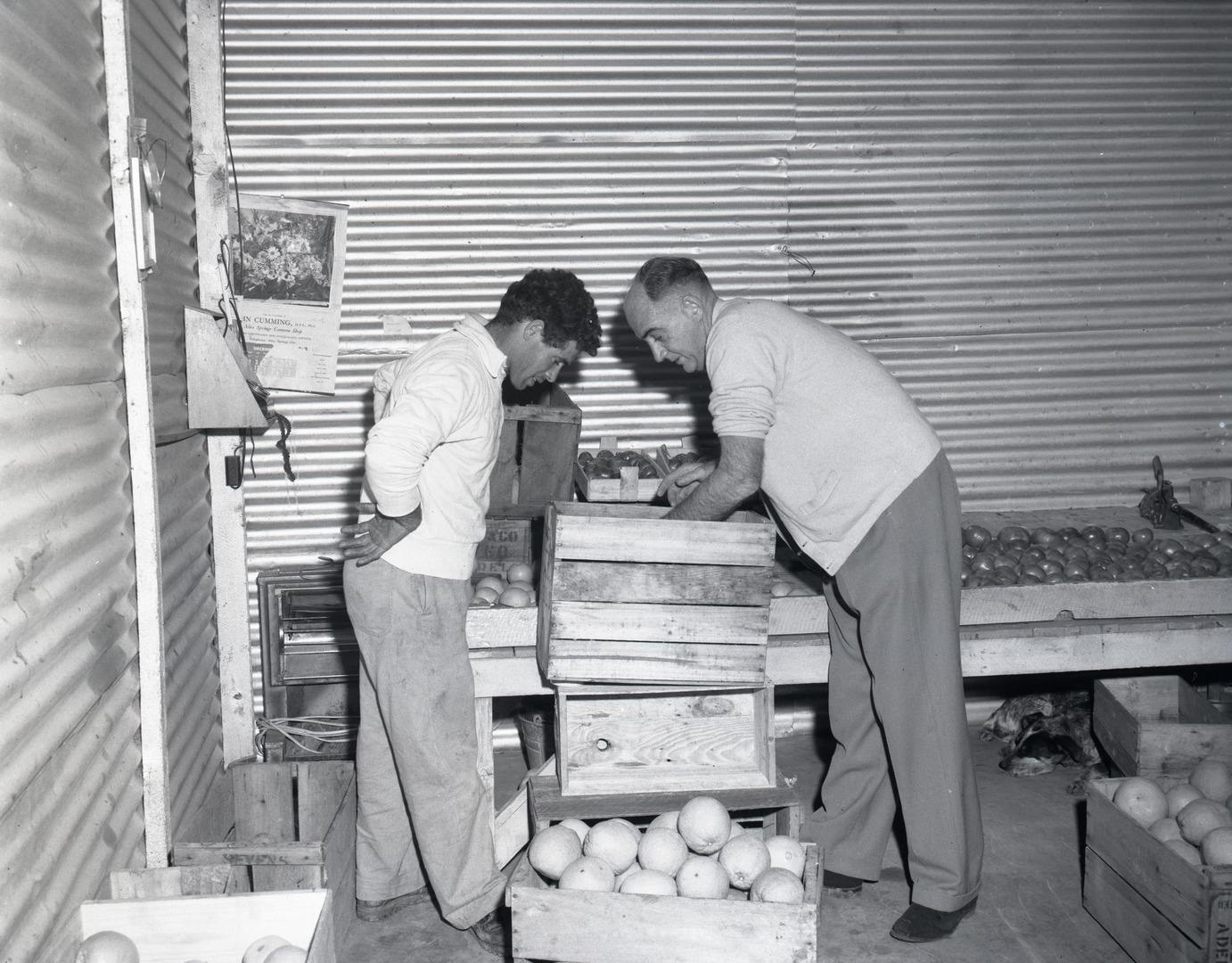 Territory Stories - Fruit packing