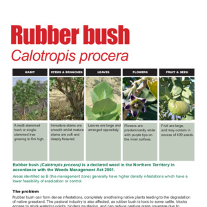 Territory Stories - Rubber bush